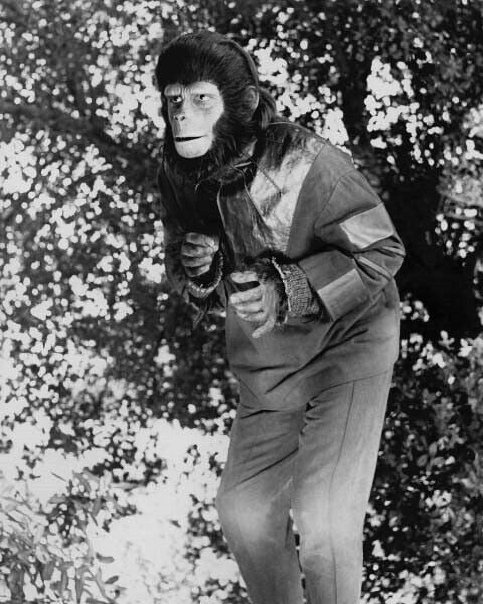 Roddy McDowall on tree branch as Galen 1974 Planet of the Apes TV 8x10 ...