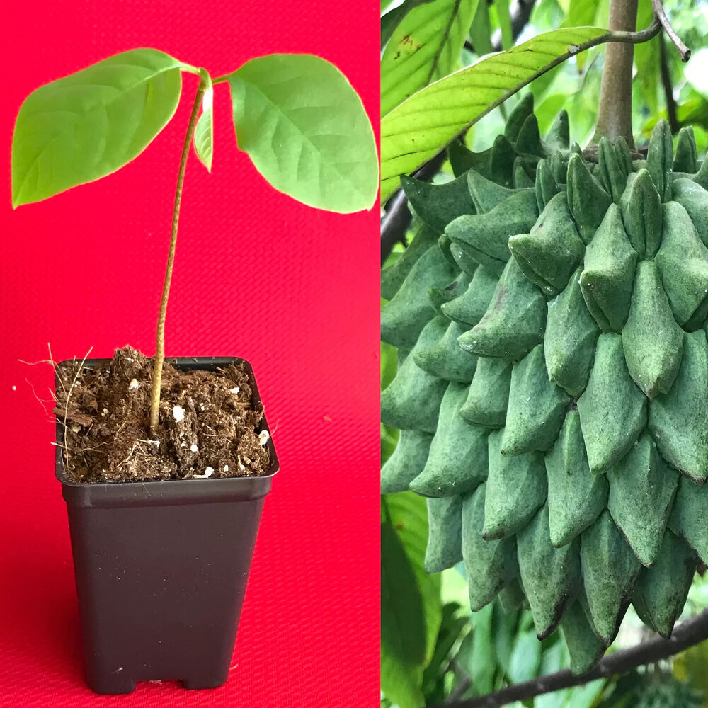 Rollinia Deliciosa Biriba Potted PLANT Tropical Tree - Walmart.com