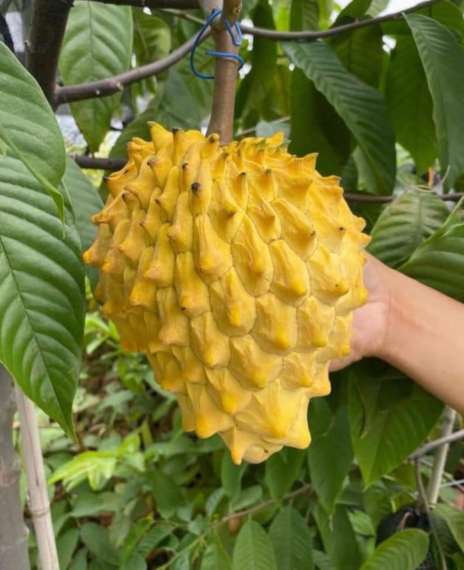 Rollinia TREE GRAFTED (2-4 Feet Tall). SHIP TO ALL STATES - Walmart.com