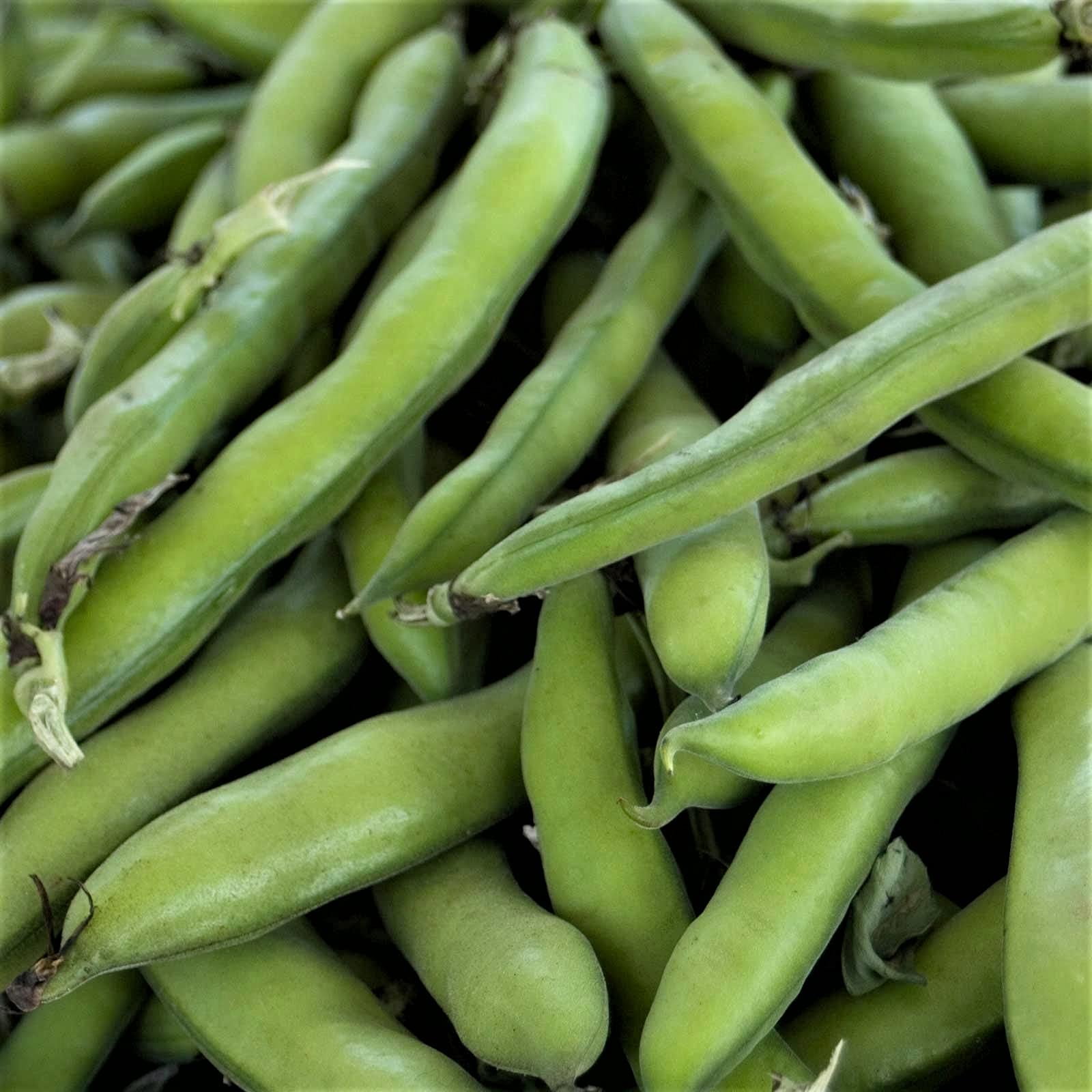 Roma II Bush Bean Seeds - 100 Count Seed Pack - A home garden favorite ...