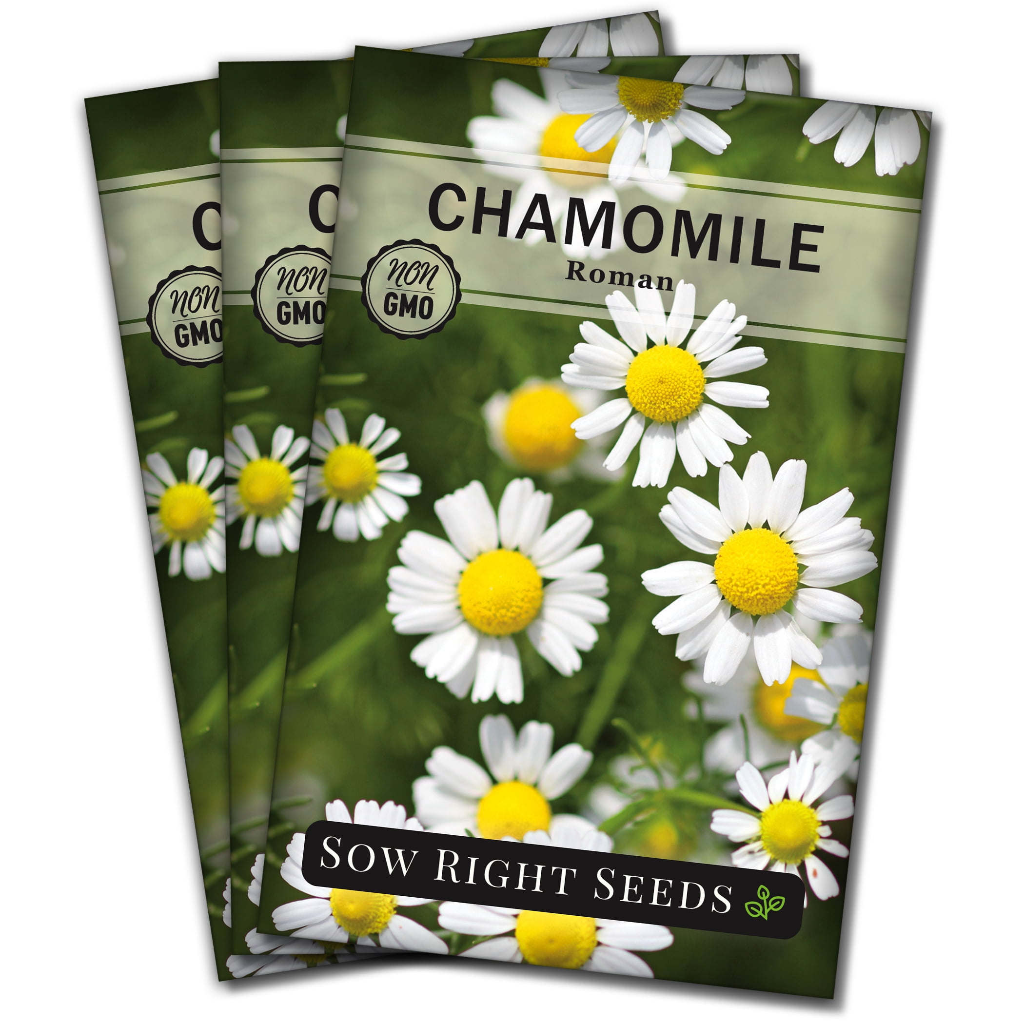 Roman Chamomile Seeds for Planting - Non GMO Heirloom Varieties for ...