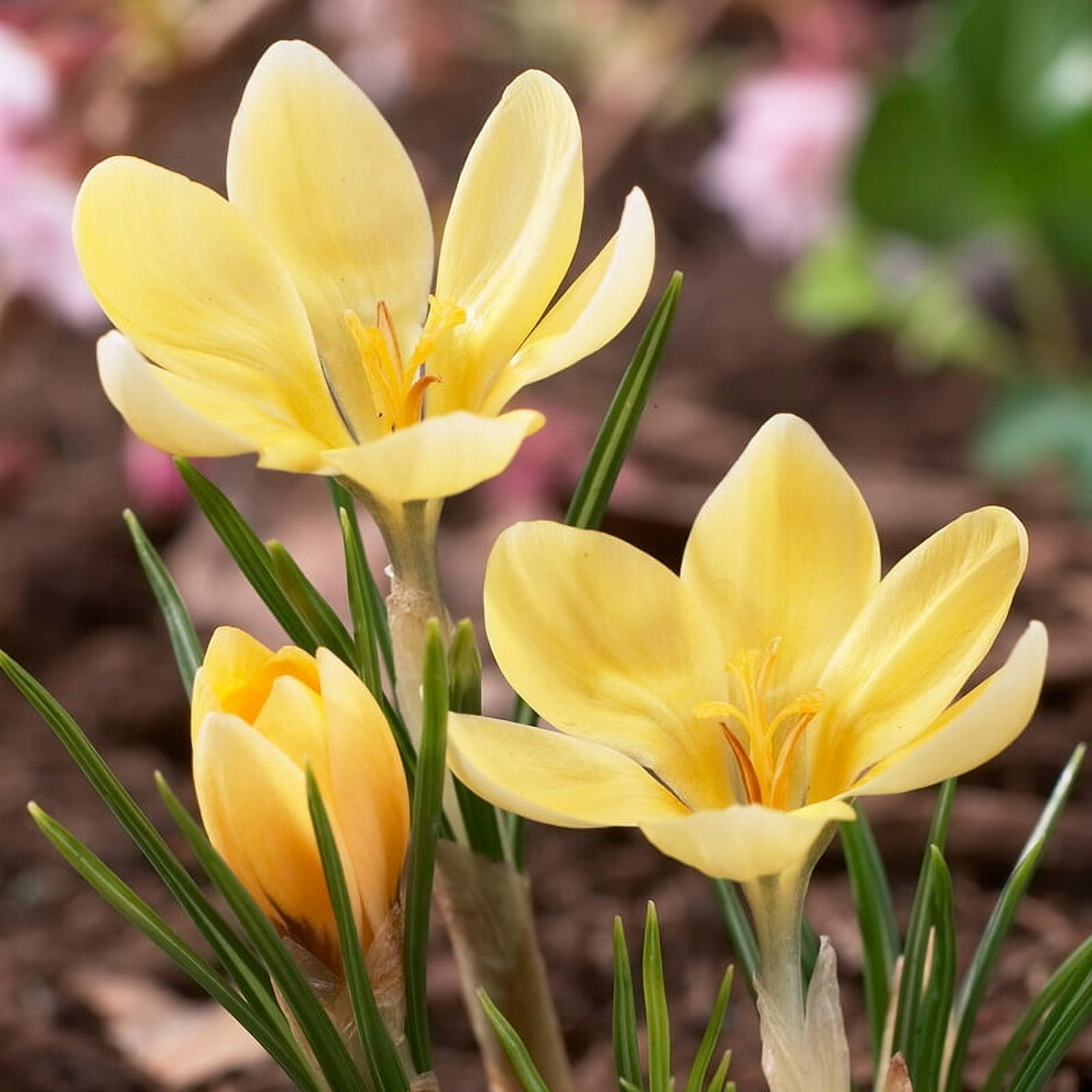 Romance species Crocus Flower Bulbs - 25 Bulbs per Pack - Deer ...