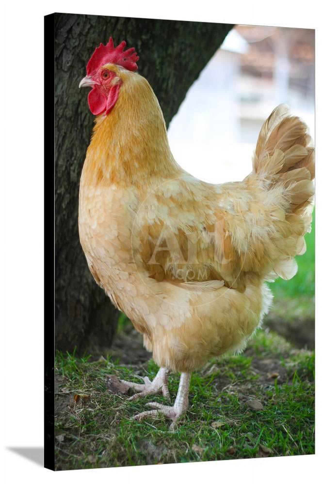 Rooster 3 Photo Art Print Poster, Stretched Canvas Wall Art Sold by Art ...