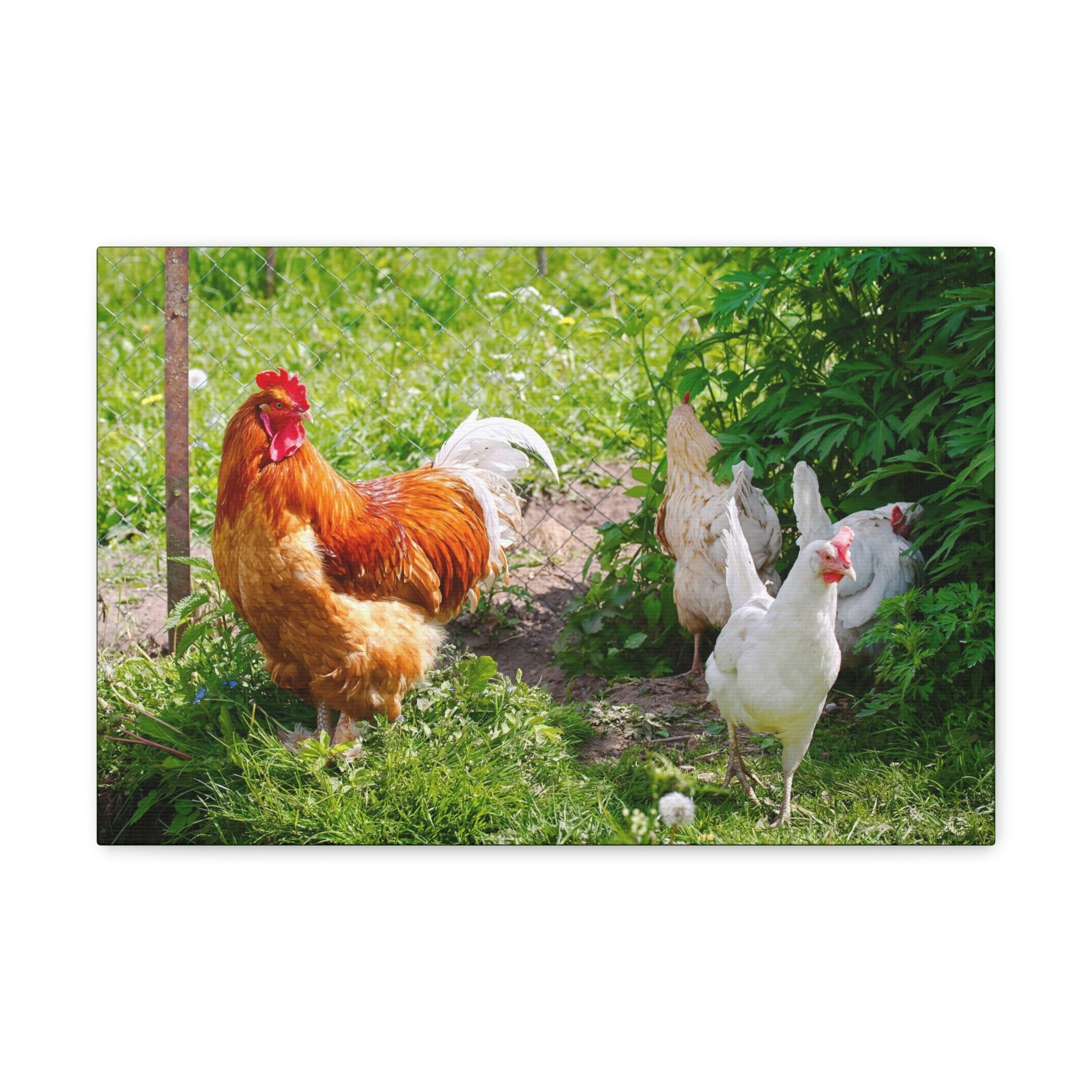 Rooster Couple Rooster Couple Print Animal Wall Art Wildlife Canvas ...