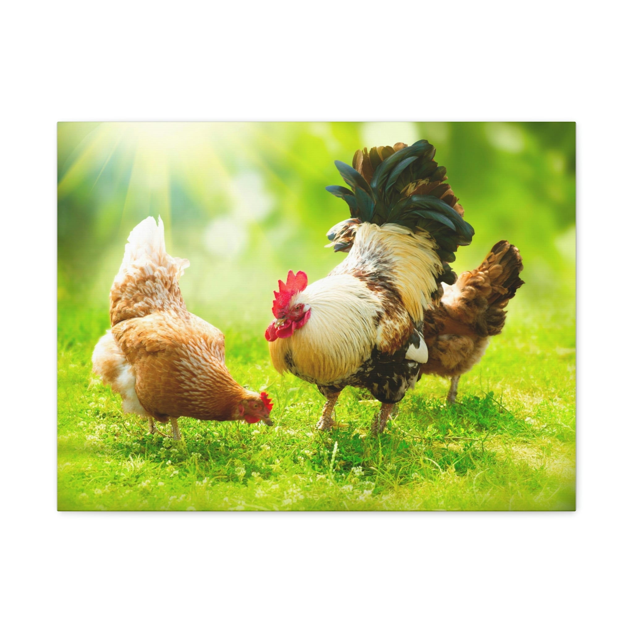 Rooster and Chicken Hunting for Food Print Animal Wall Art Wildlife ...