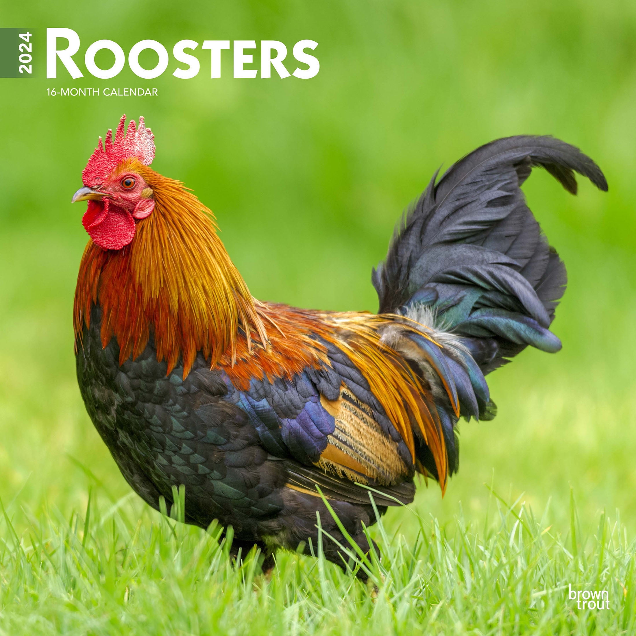 Roosters | 2024 12x24" (Hanging) Monthly Square Wall Calendar | BrownTrout - Walmart.com
