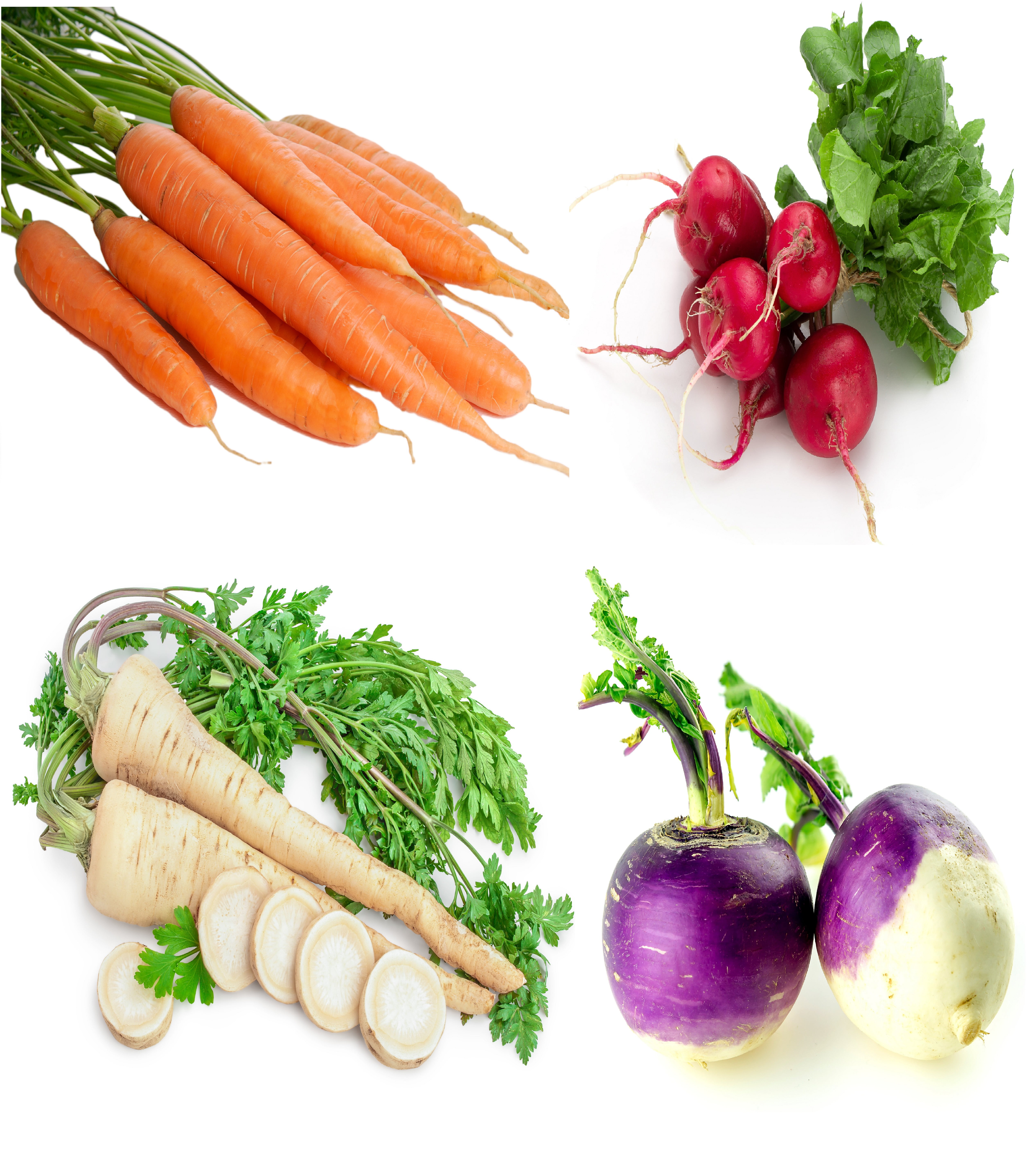 Root Vegetable Seeds Variety Pack – Carrot, Radish, Turnip & Parsnip ...