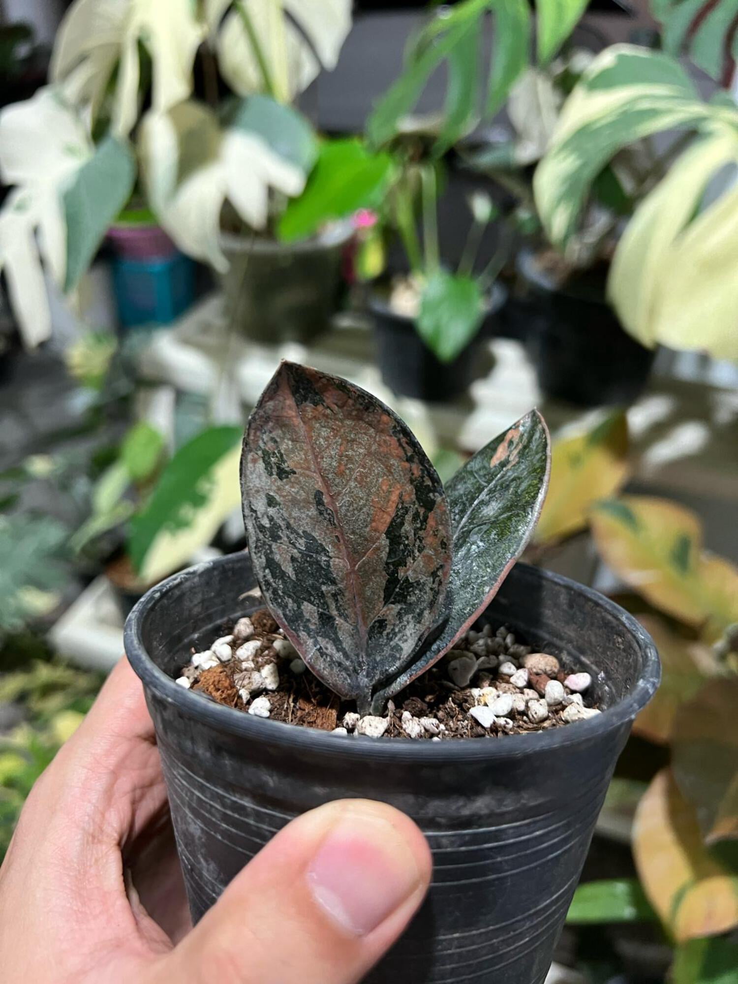 Root in moss- 1-2 leaves Black Raven Pink ZZ Variegated plant Indoor ...