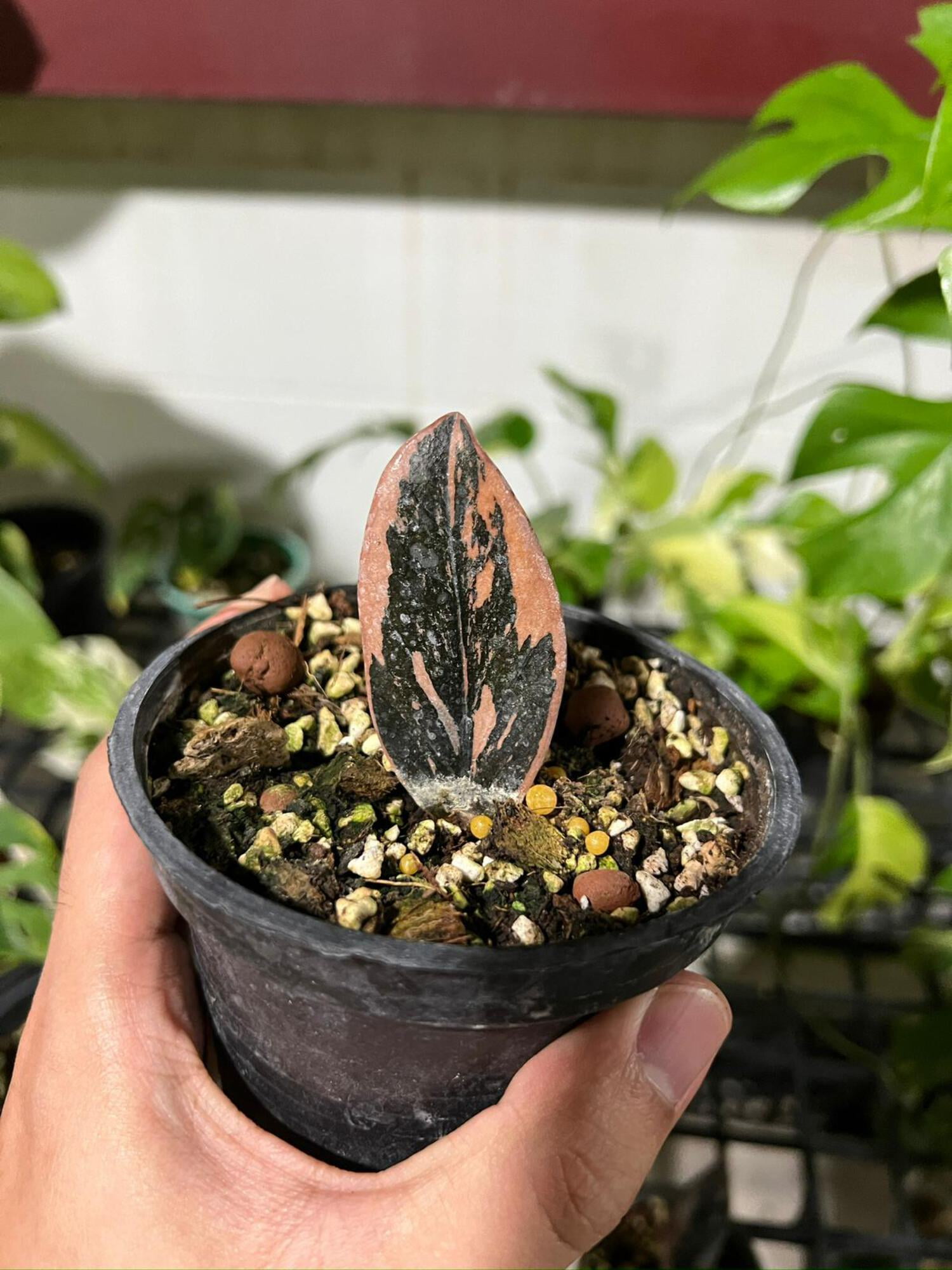 Root in moss- 1-2 leaves Black Raven Pink ZZ Variegated plant Indoor ...