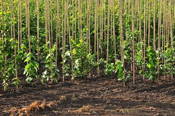 Rooted Hybrid Poplar Tree Seedlings for Planting - Fast Growing Privacy ...