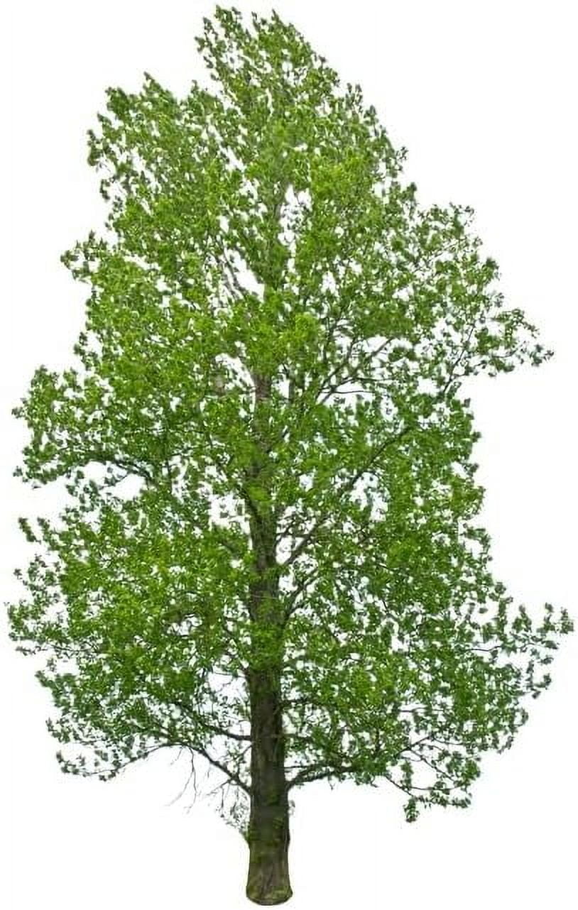Rooted Hybrid Poplar Tree Seedlings for Planting - Fast Growing Privacy ...