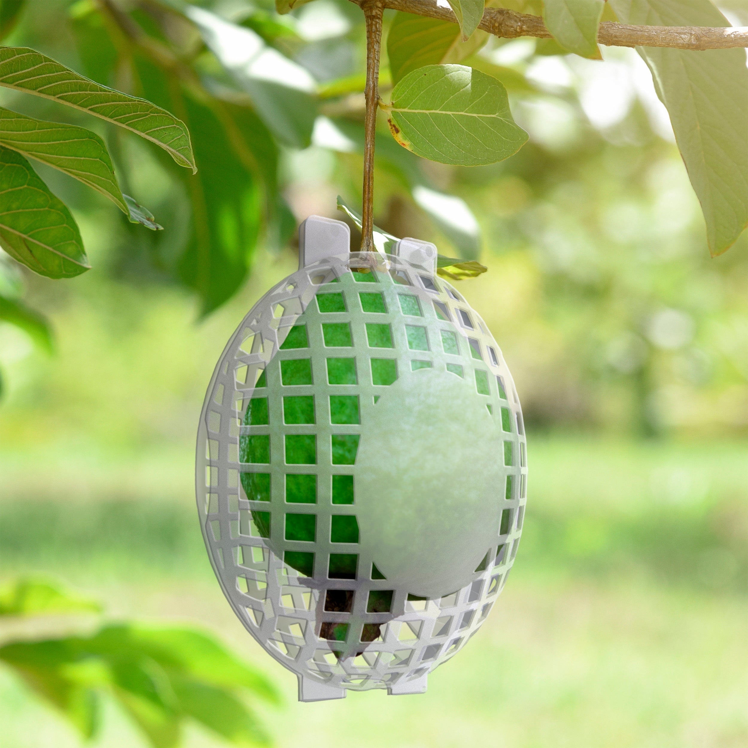 Rooted Promise 12 Pack Small Fruit Protection Cages 4 x 5 inch, Perfect ...