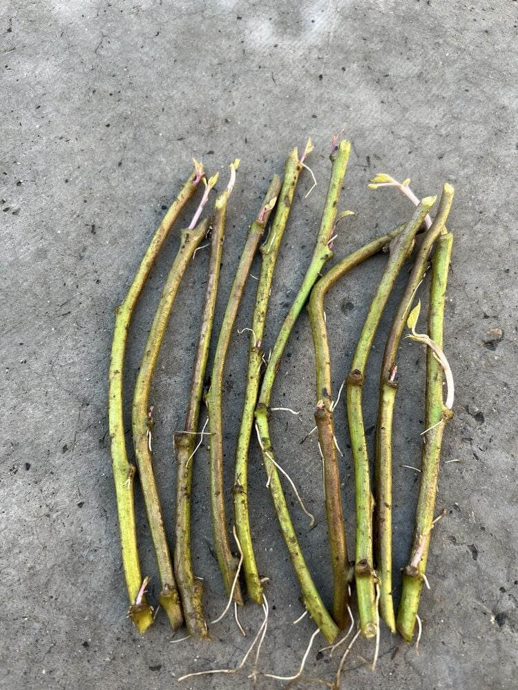 Rooted Sweet Potato Slips 10 Fresh Cutting Vines Ready To Plant ...