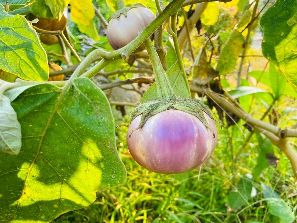 Rosa Bianca Eggplant Seeds for Planting – 100+ Non-GMO Heirloom Seeds ...