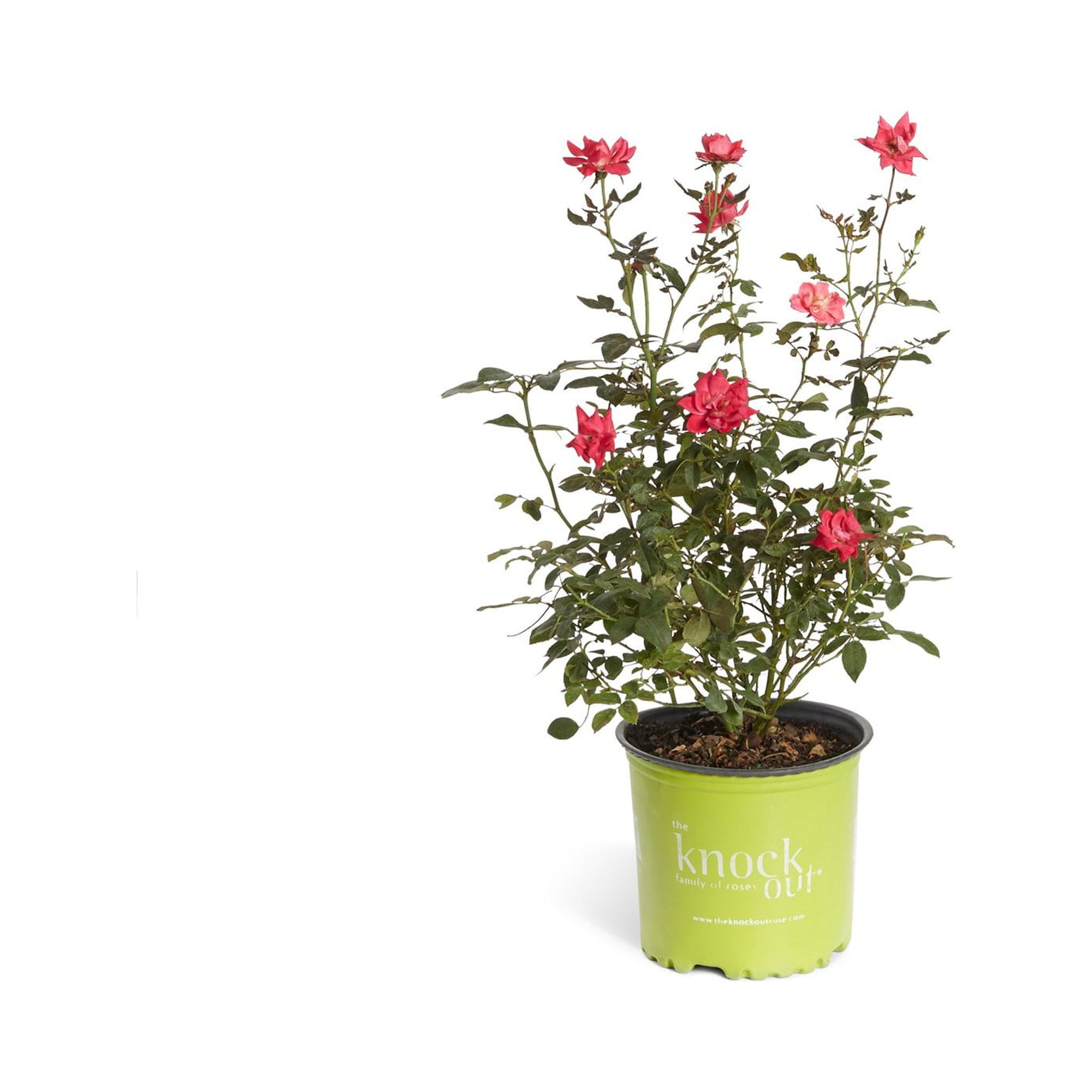 Rosa Double Knock Out Tree 10IN PTO - Walmart Business Supplies