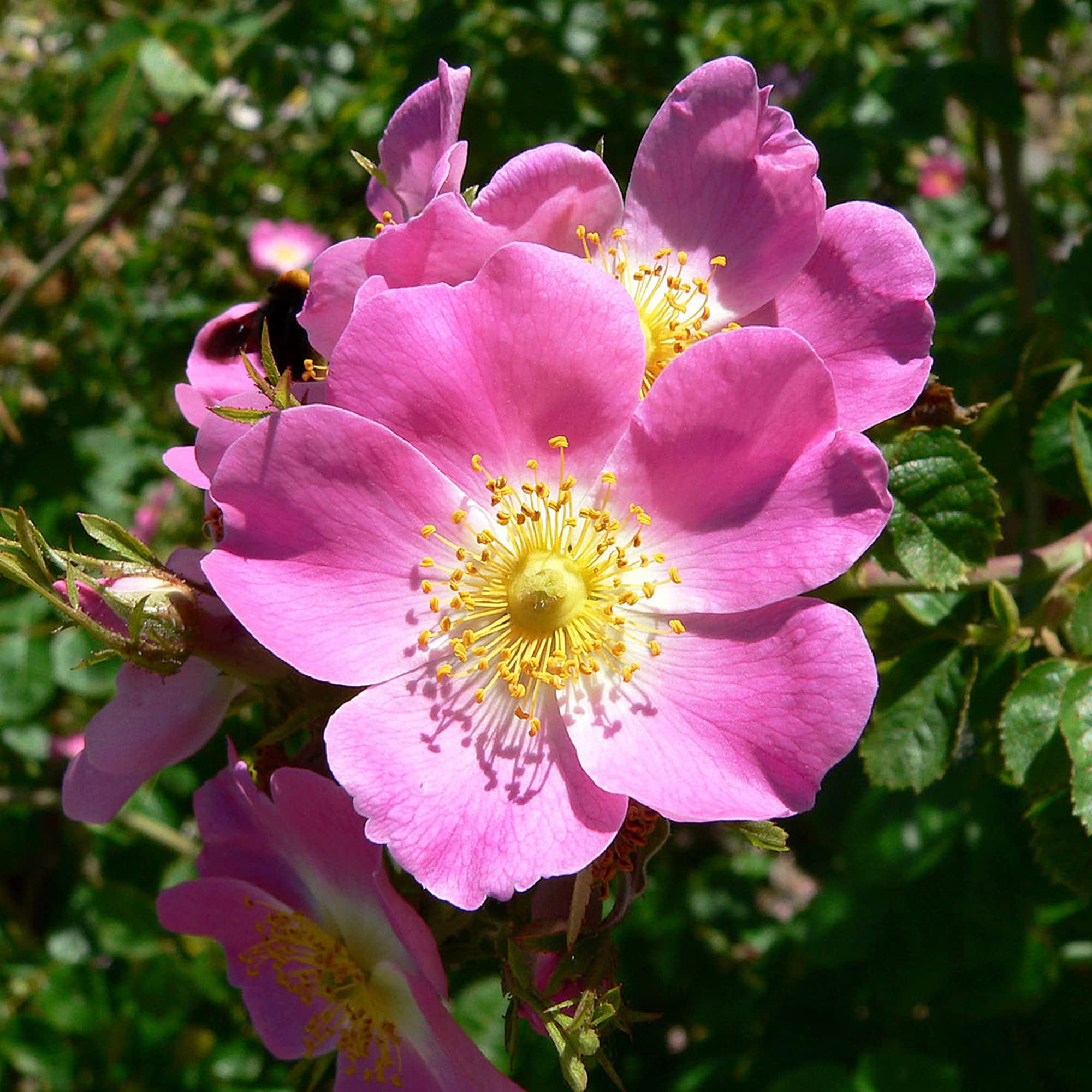 Rosa Rubiginosa Seeds SCH4 Sweet Briar Rose, Eglantine Rose Deciduous ...
