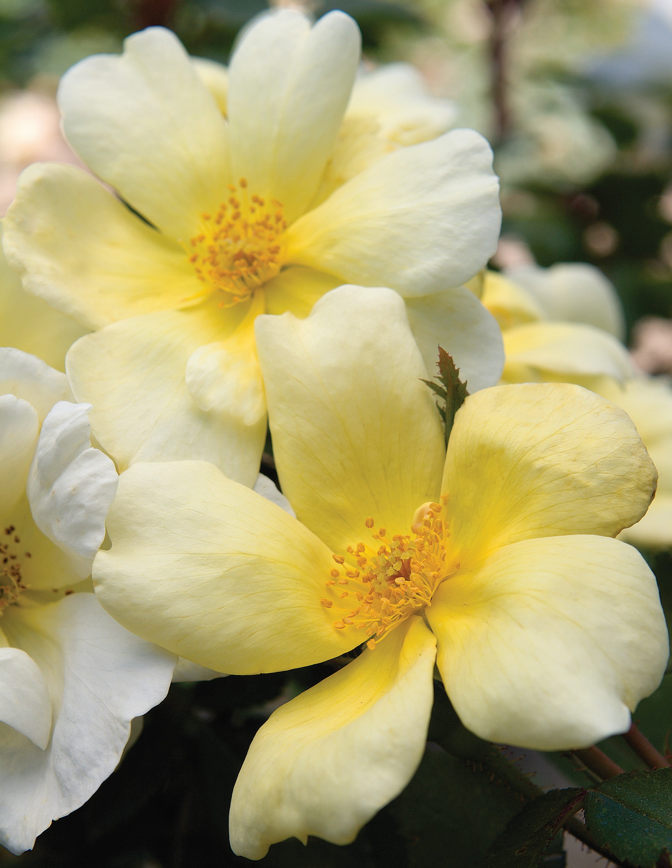 Rosa Sunny Knock Out Tree 3G - Walmart.com