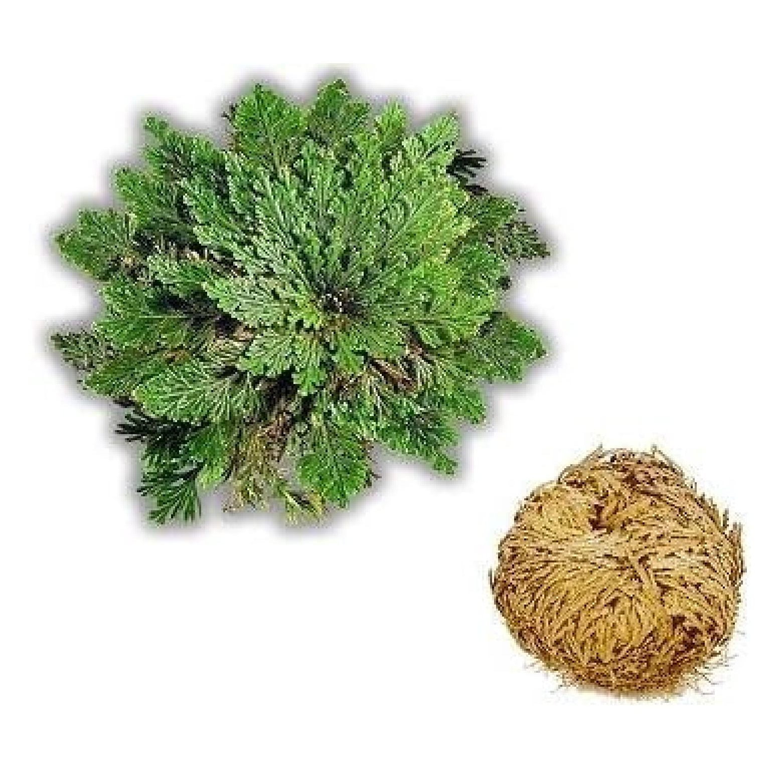Rosa de Jerico - Rose of Jericho Resurrection Plant Con la oracion ...