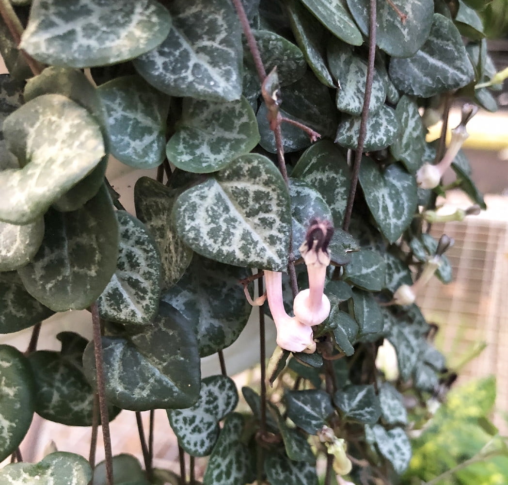 "Exotic String of Hearts (Ceropegia woodii) - Live Outdoor Plant in 2.5 ...