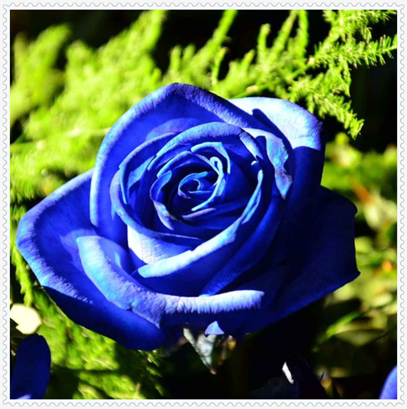 Rose Bulbs, Climbing Plants, Potted Plants,Garden Flowers,Ornamental ...