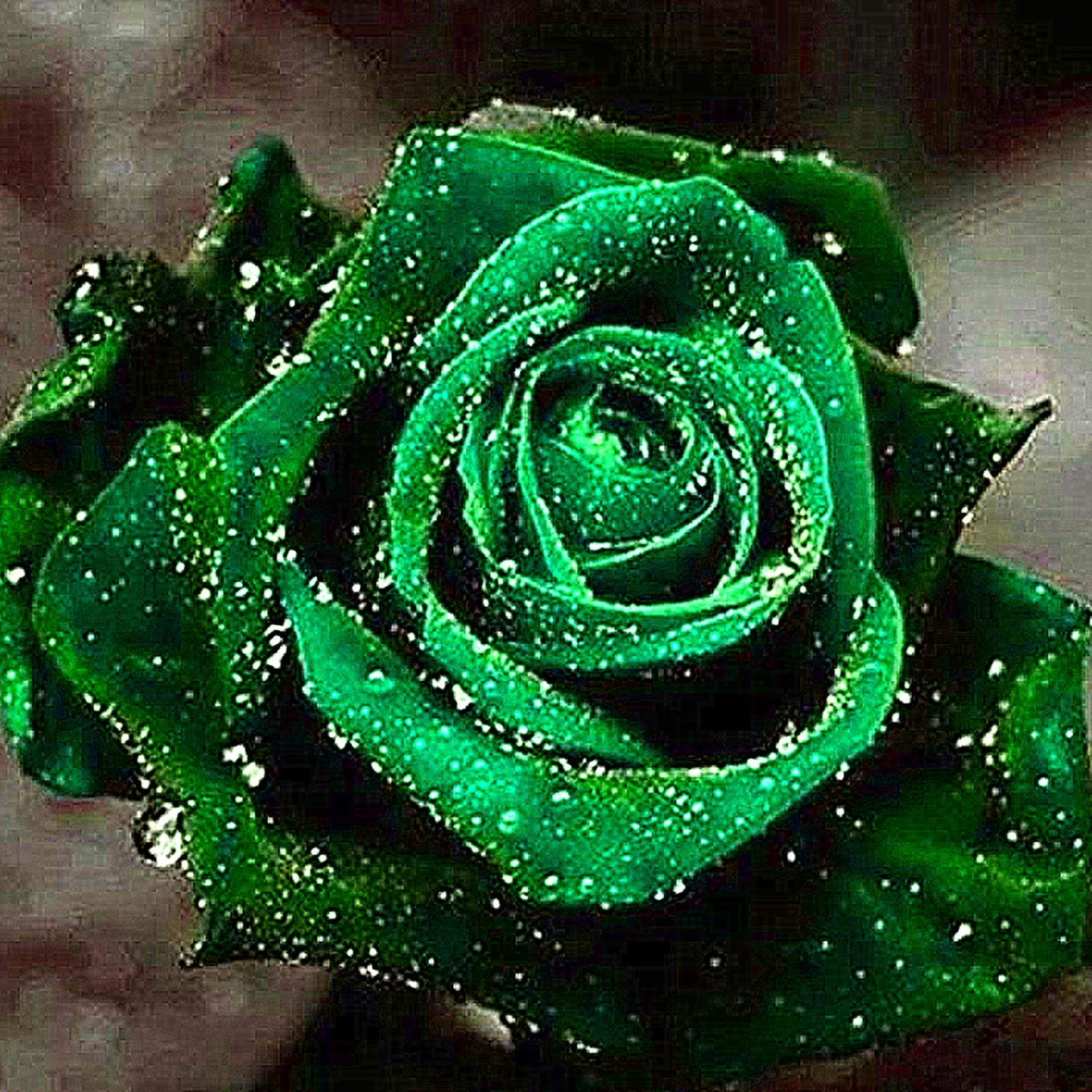 Rose Bulbs, Climbing Plants, Potted Plants,Ornamental,Rose Plants Ready ...