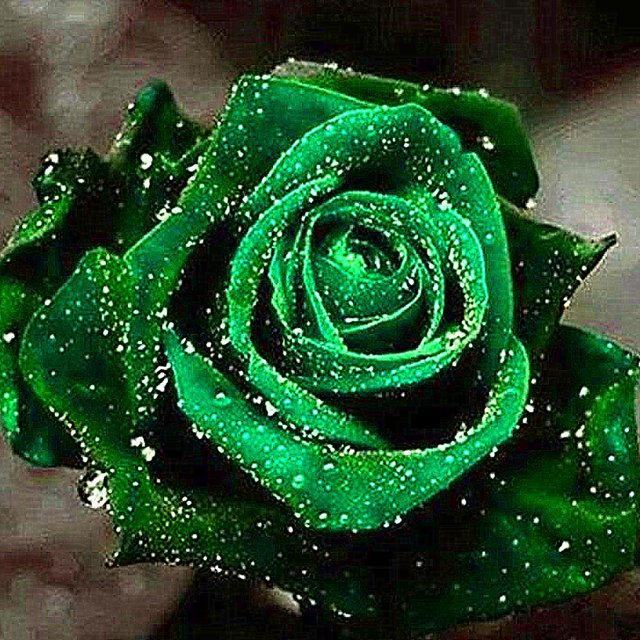 Rose Bulbs, Climbing Plants, Potted Plants,Ornamental,Rose Plants Ready ...