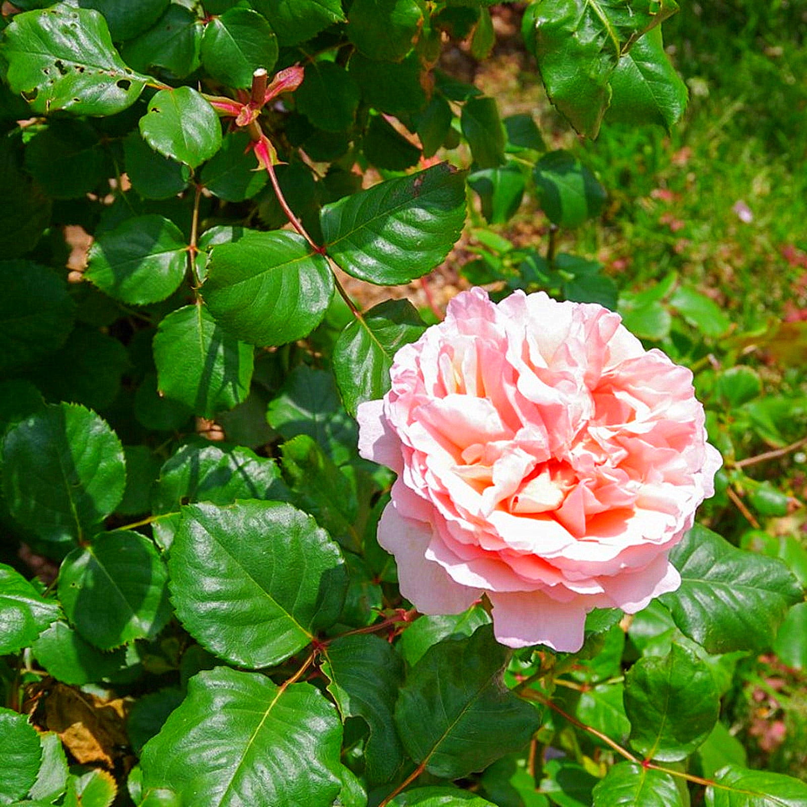 Rose Bulbs, Climbing Plants, Potted Plants,Rose Plants Ready To Plant ...