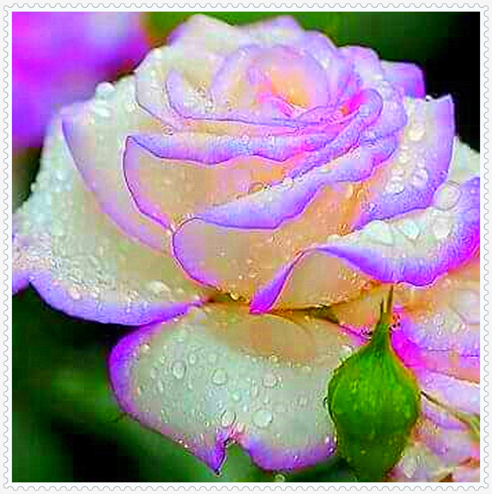 Rose Bulbs, Climbing Plants,Roses, Garden Flowers,Ornamental, Potted ...