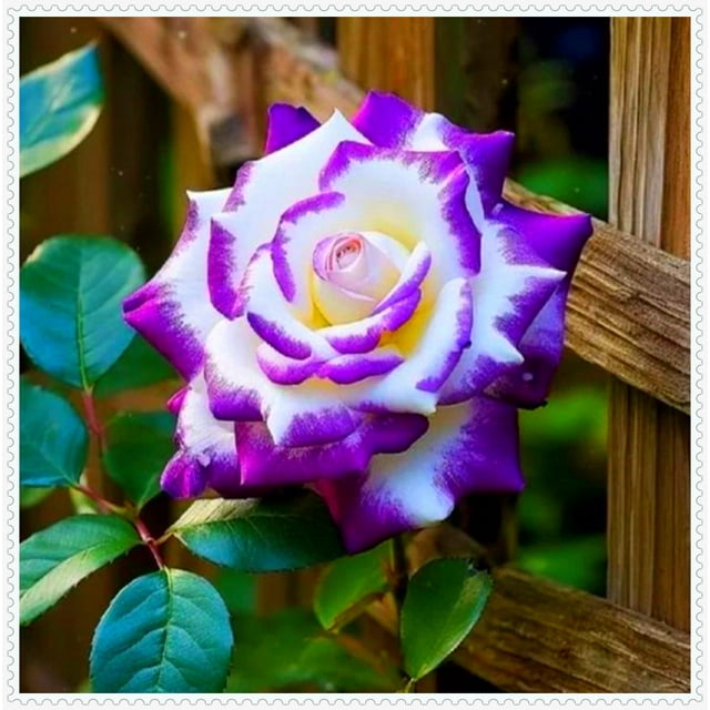 Rose Bulbs, Climbing Plants,Roses, Garden Flowers,Ornamental, Potted ...