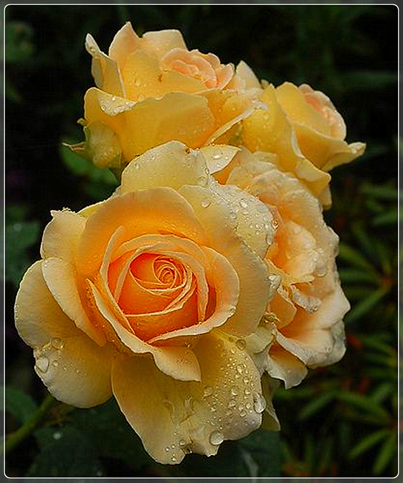 Rose Bulbs, Climbing Plants,Roses, Ornamental, Potted Plants,Rose ...