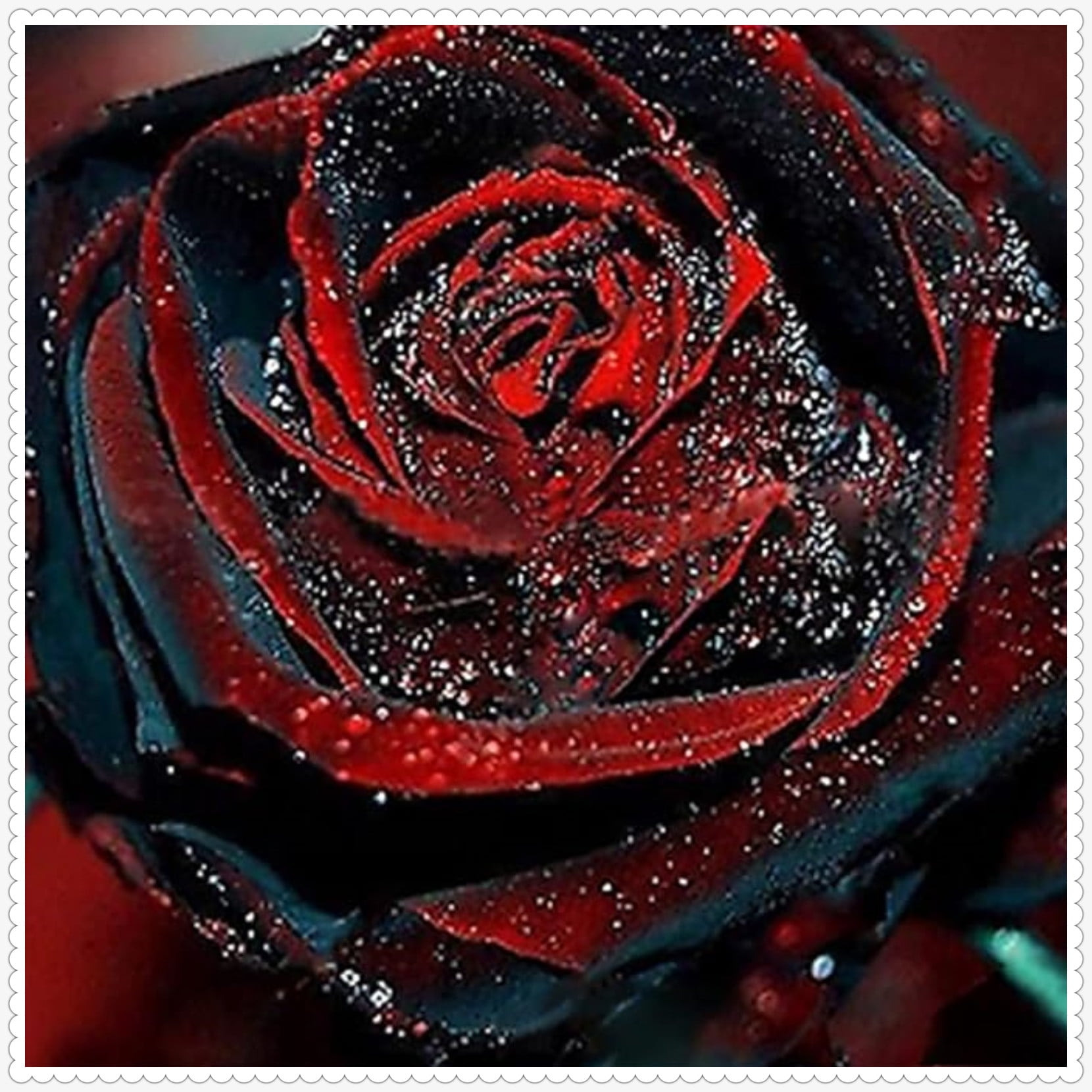 Rose Bulbs For Planting Outdoors Rose Bulbs For Sale Rose Bulbs To ...