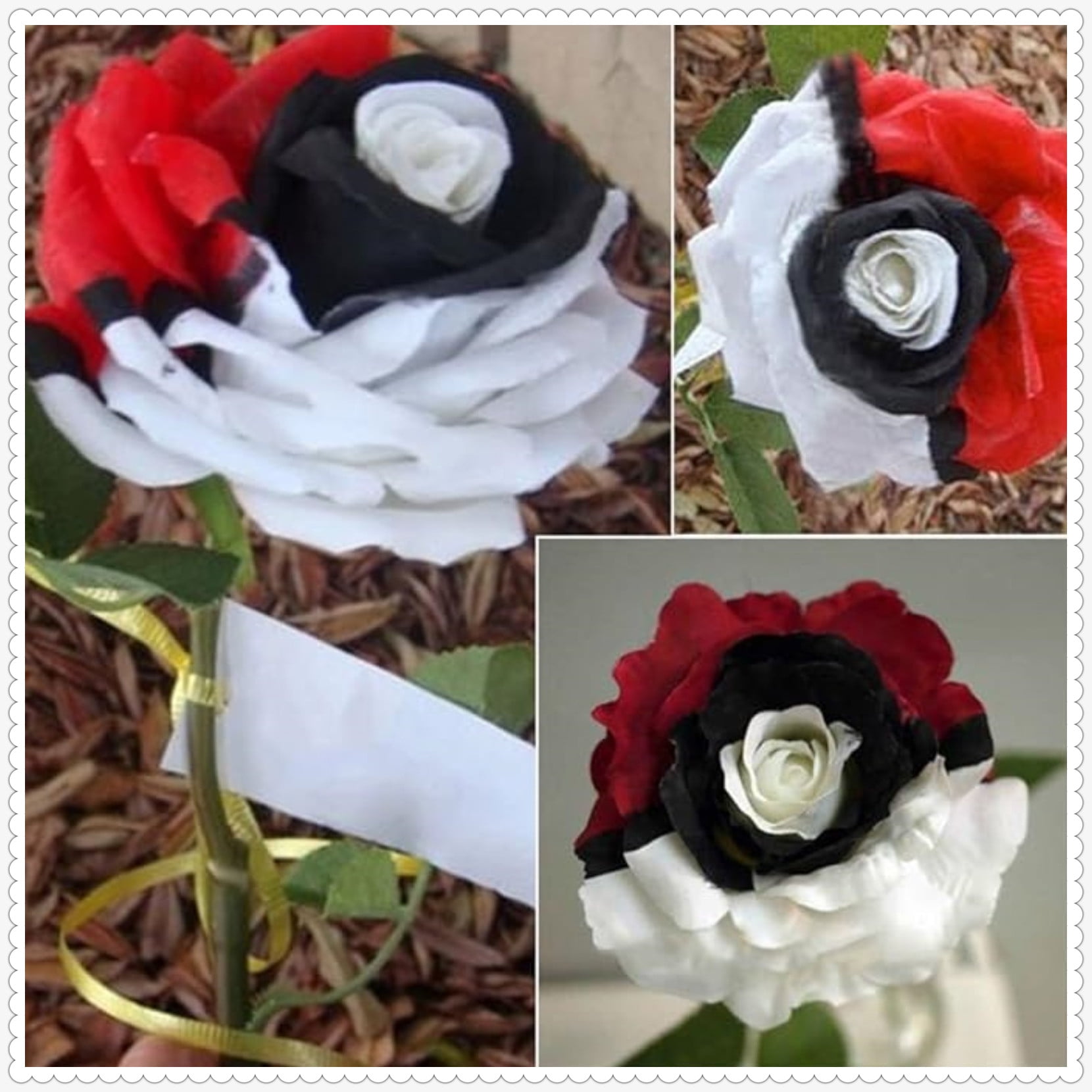 Rose Bulbs For Planting Outdoors Rose Bulbs For Sale Rose Bulbs To ...