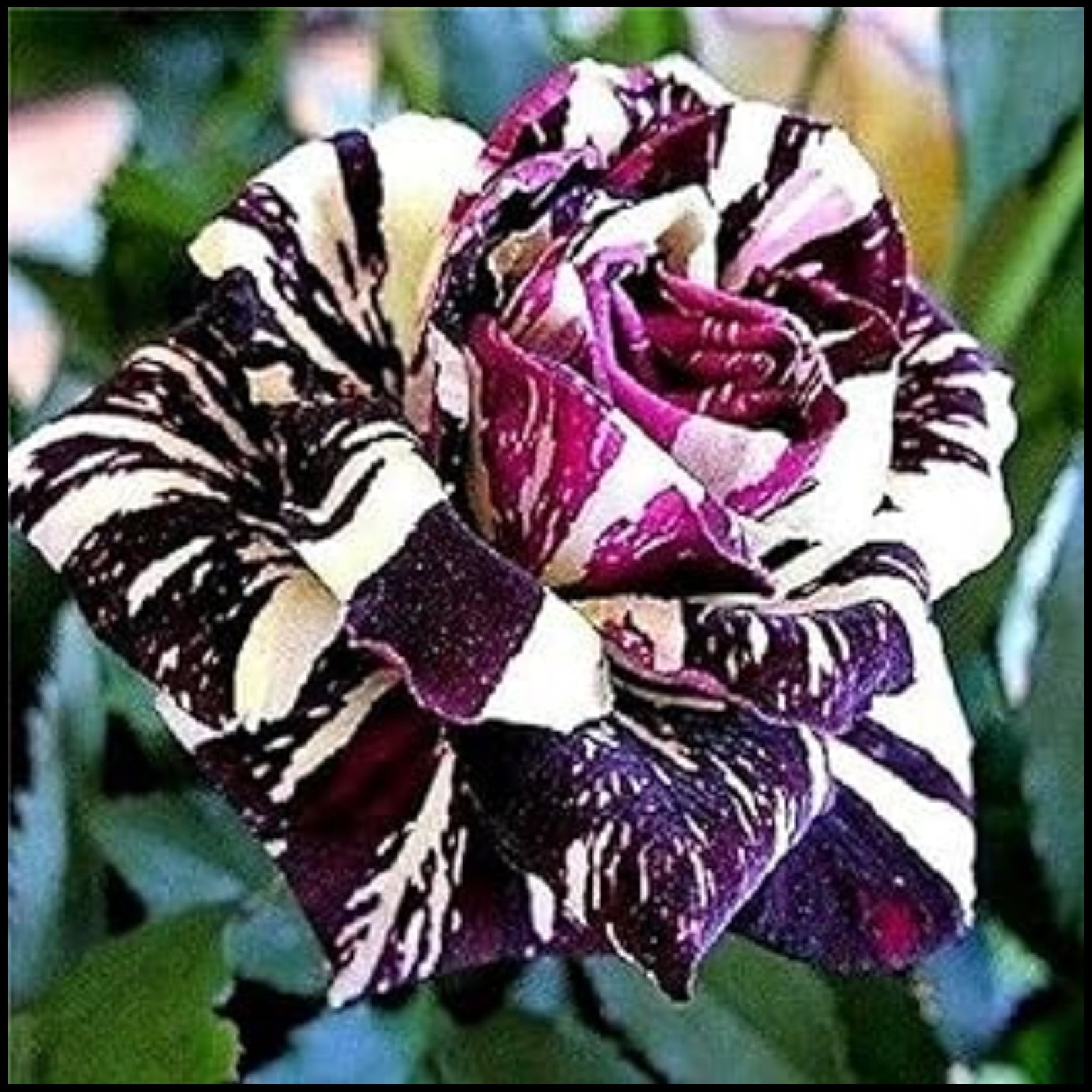 Rose Bulbs For Planting Rose Plants Ready To Plant Delicate Rose Bulbs ...