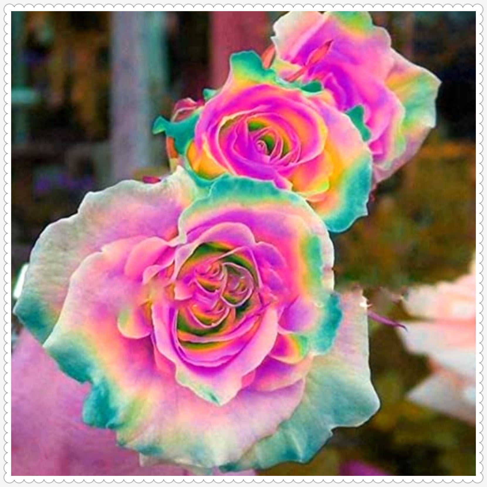 Rose Bulbs For Sale Rose Bulbs For Planting Outdoors Rare Plant Rose ...