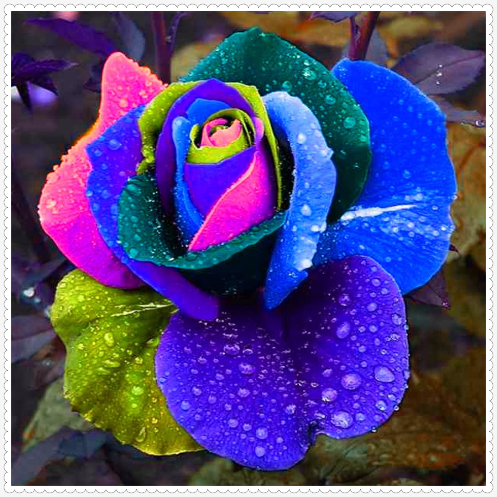 Rose Bulbs For Sale Rare Plant Rose Bulbs For Planting Outdoors Rose ...