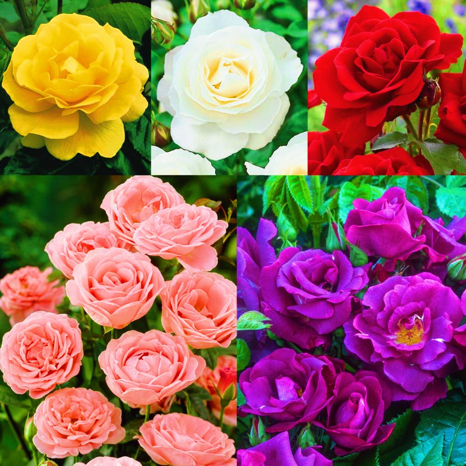 Rose Bulbs Gardens Low Maintenance Have A Long Blooming Period Grow ...