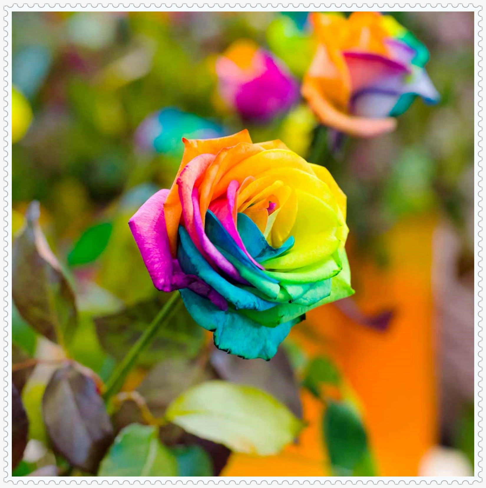 Rose Bulbs, Perennials, Fragrant Flowers, Potted Plants, Garden Flowers ...