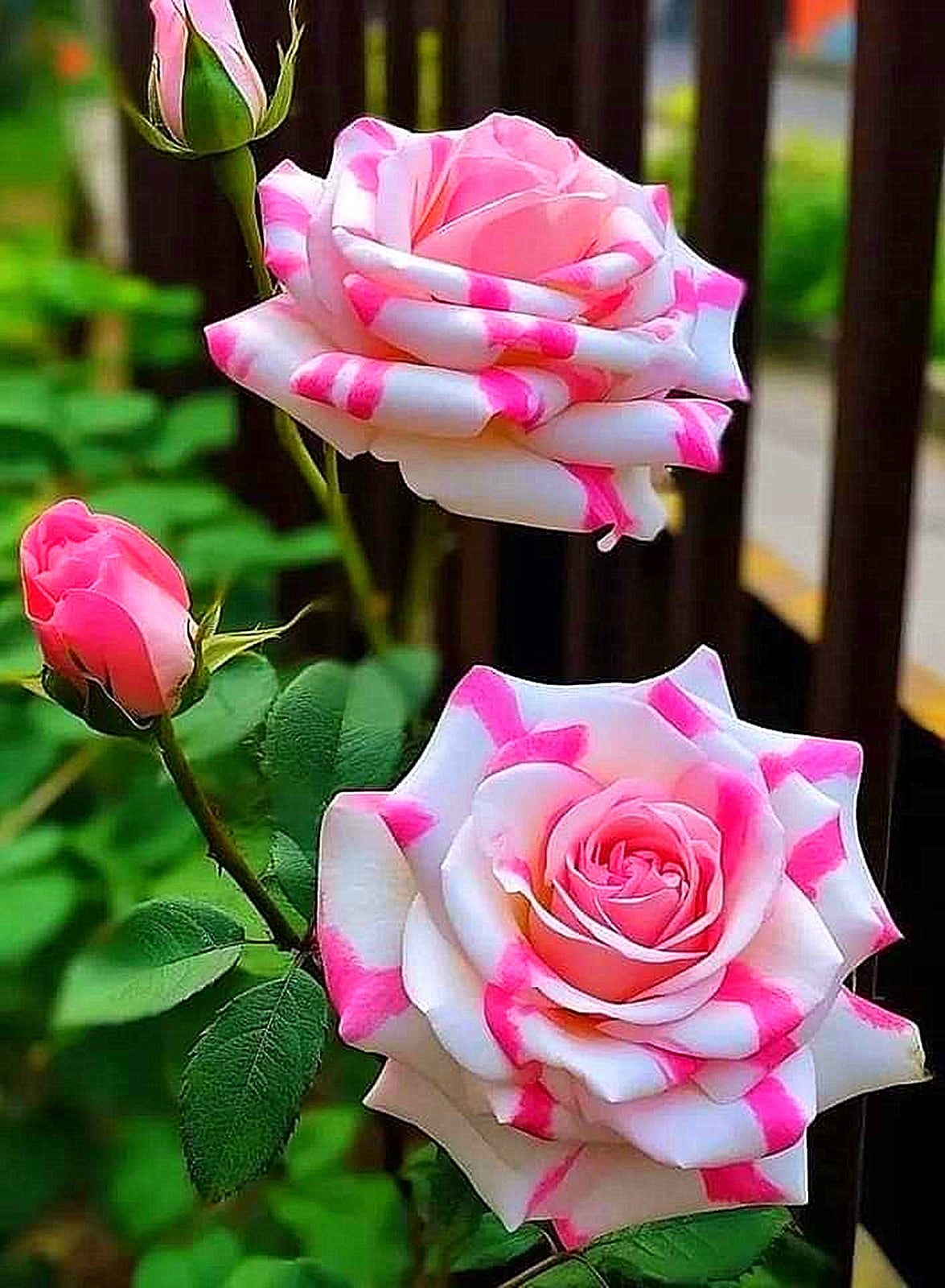 Rose Bulbs, Perennials, Garden Flowers，Rose Plant Real，Fragrant Flowers ...