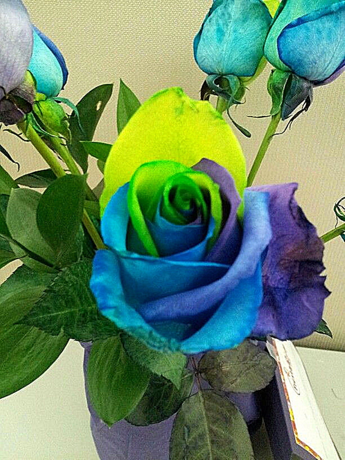 Rose Bulbs, Perennials, Garden Flowers，Rose Plant Real，Fragrant Flowers ...