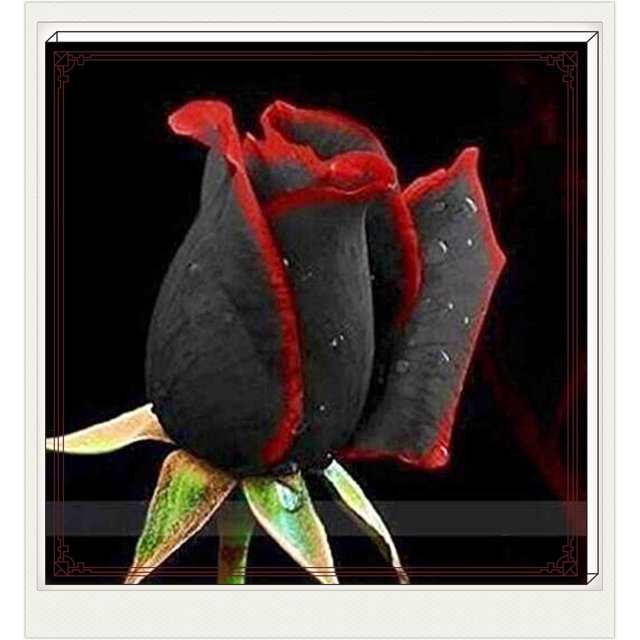 Rose Bulbs Rose Plants Ready To Plant For Planting Outdoors Rose Bulbs ...