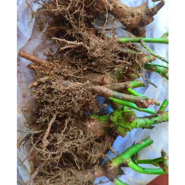 Rose Bulbs, Rose Plants, Fragrant Flowers, Rose Bulbs To Plant ...