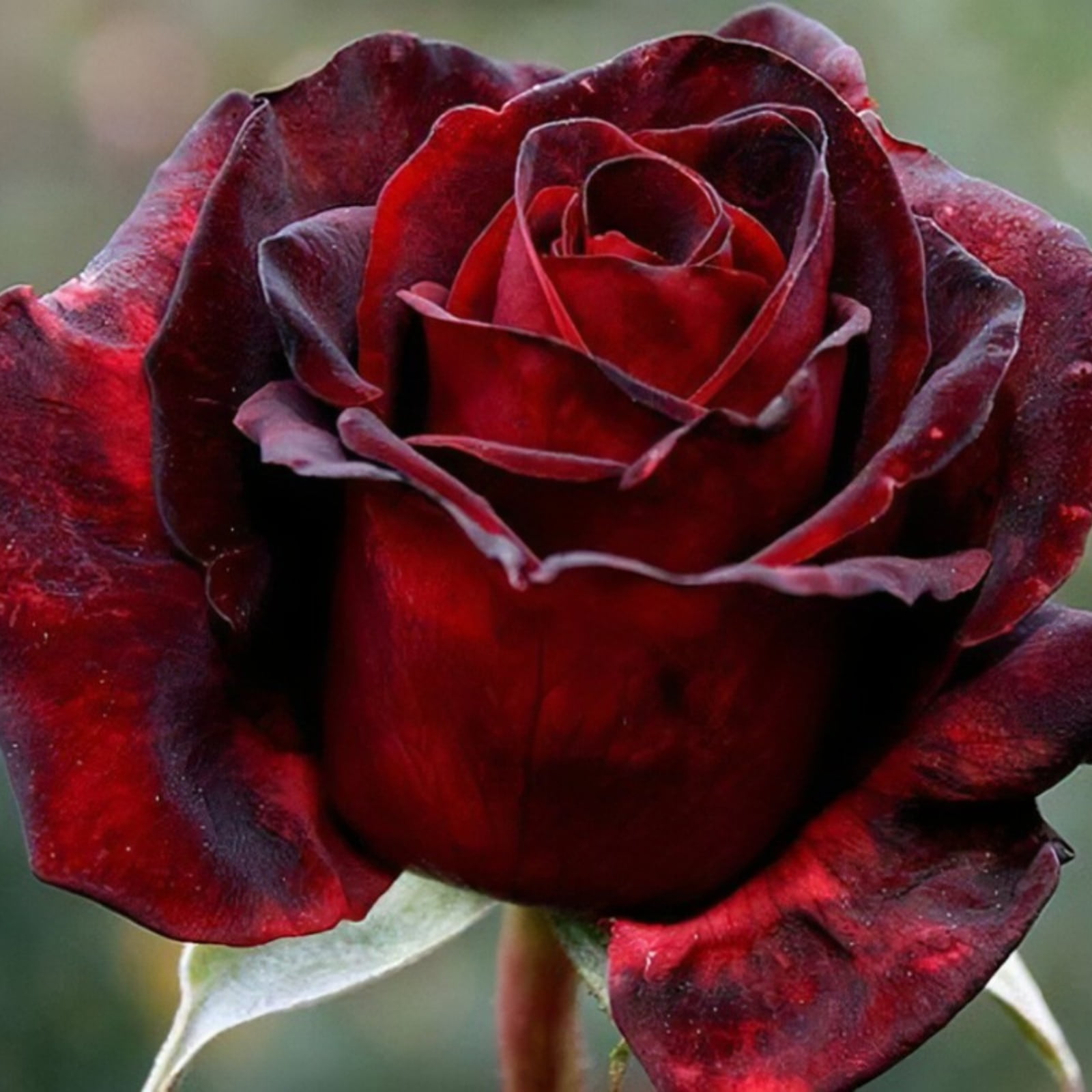 Rose Bulbs Roses Are A Perfect Match for Gardening Roses Are Low ...