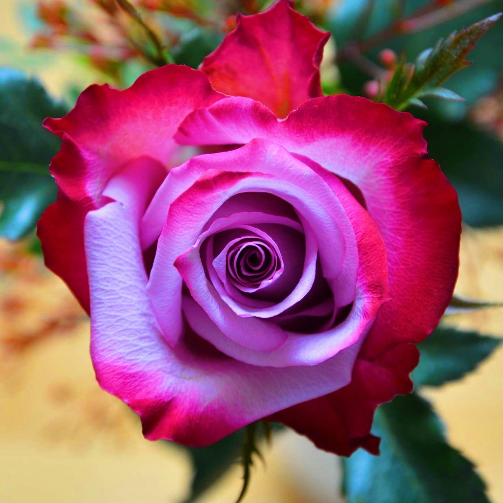 Rose Bulbs Roses Are Highly Adaptable Roses Attract Bees And ...