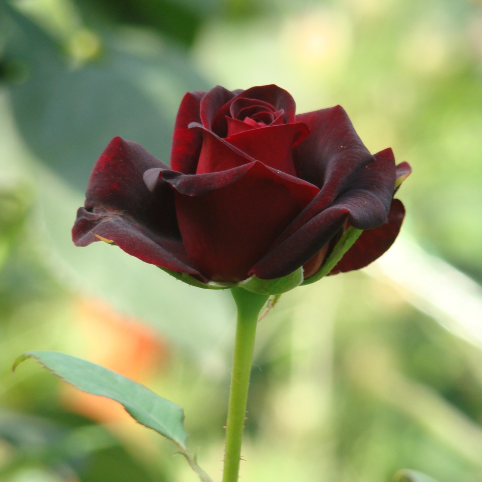 Rose Bulbs Roses Are Known As One Of The Most Beautiful Flowers Roses ...