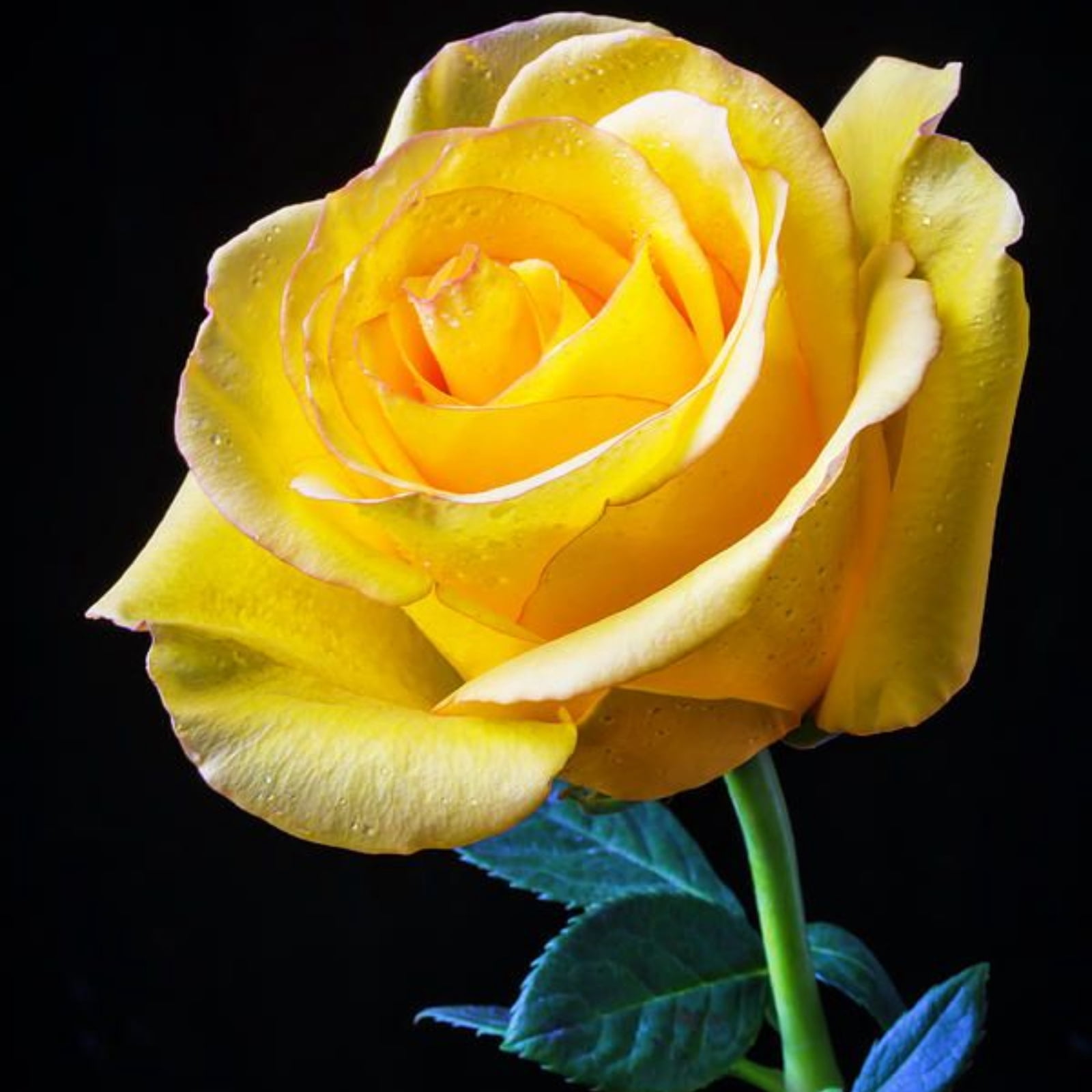 Rose Bulbs Roses Are Known As One Of The Most Beautiful Flowers Roses ...