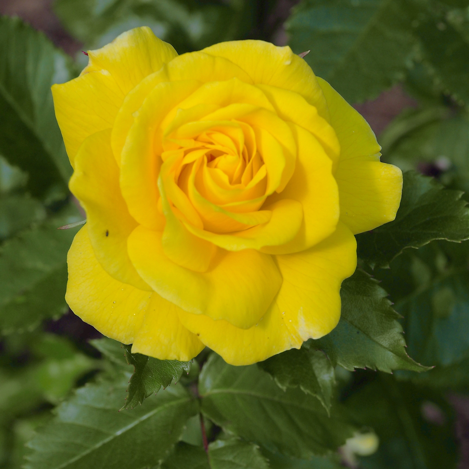 Rose Bulbs Roses Are Known As One Of The Most Beautiful Flowers Roses ...