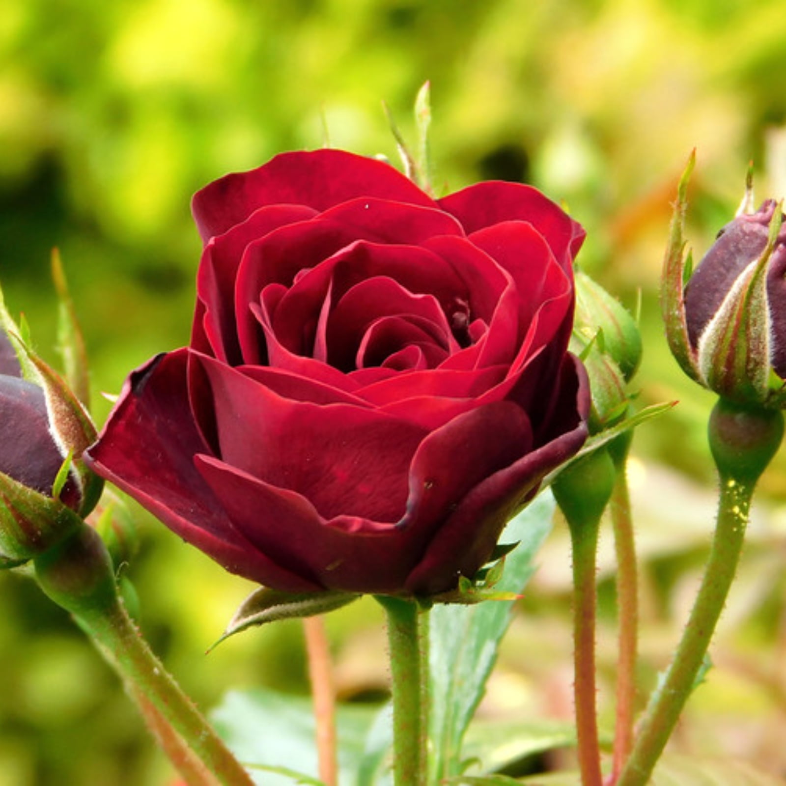 Rose Bulbs Roses Are Known As One Of The Most Beautiful Flowers Roses ...