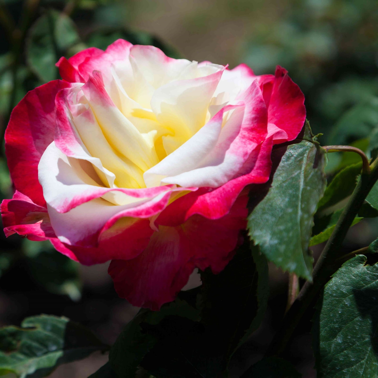 Rose Bulbs Roses Are Known As One of The Most Beautiful Flowers Roses ...