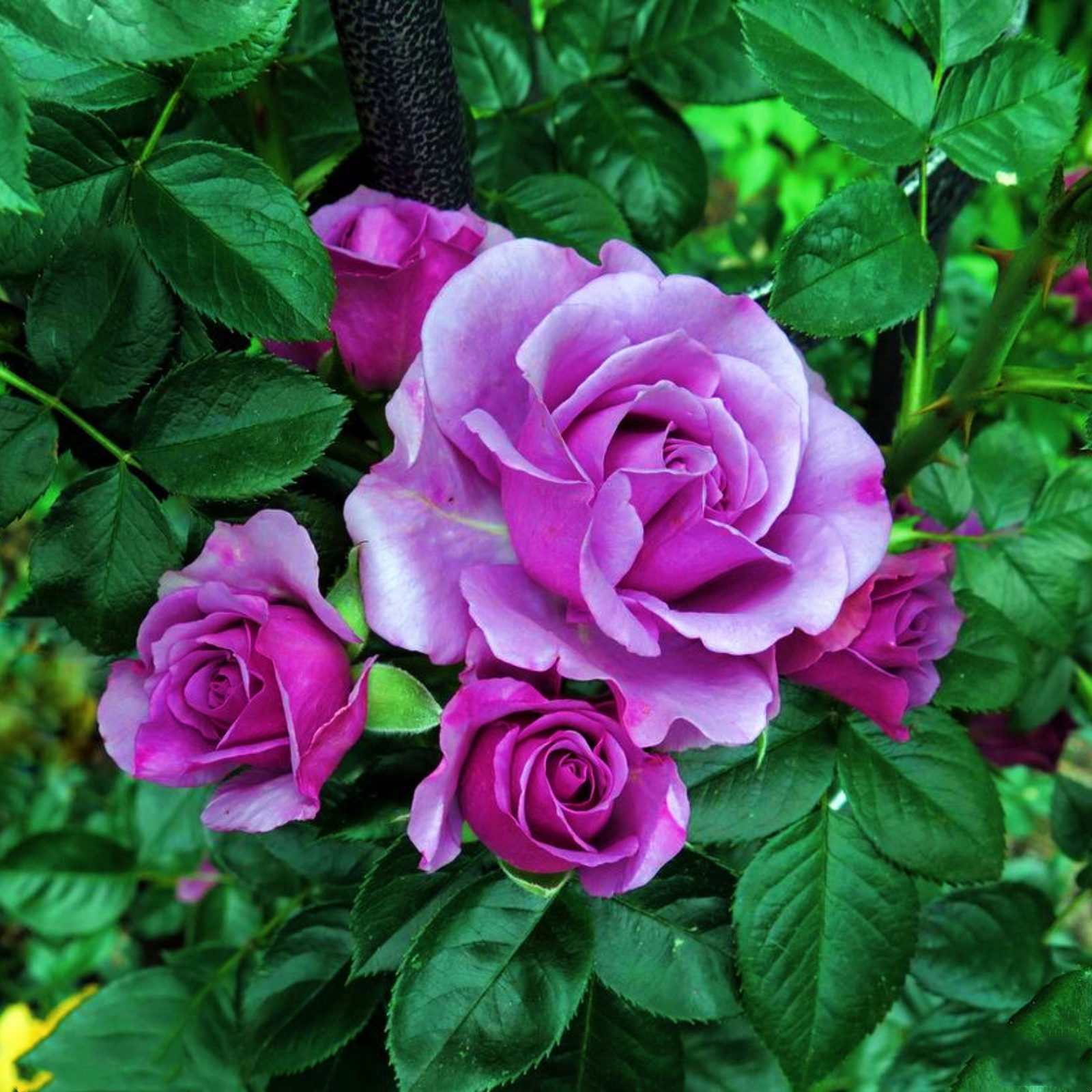 Rose Bulbs Roses Are Known As One of The Most Beautiful Flowers Roses ...