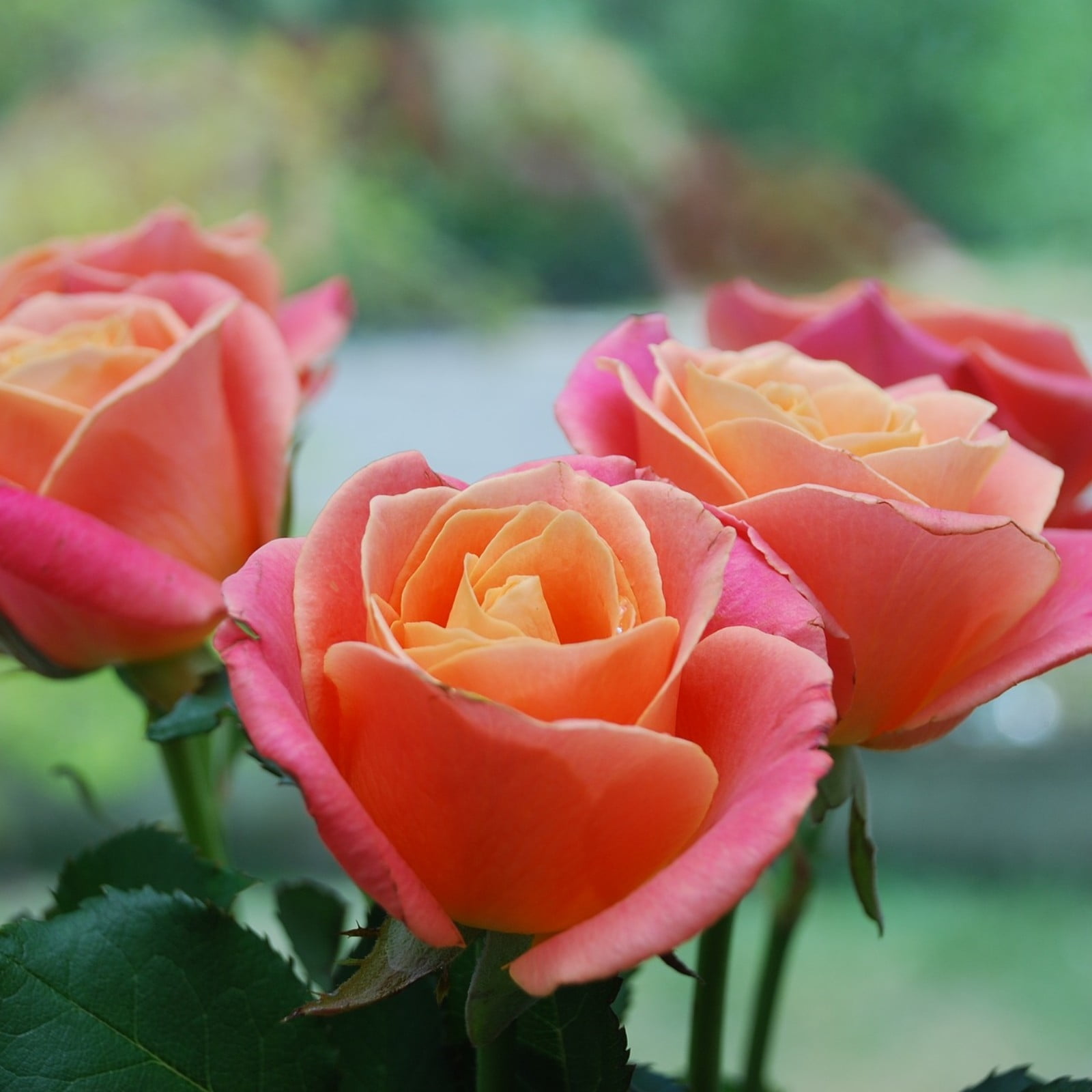 Rose Bulbs Roses Are Known As One of The Most Beautiful Flowers Roses ...